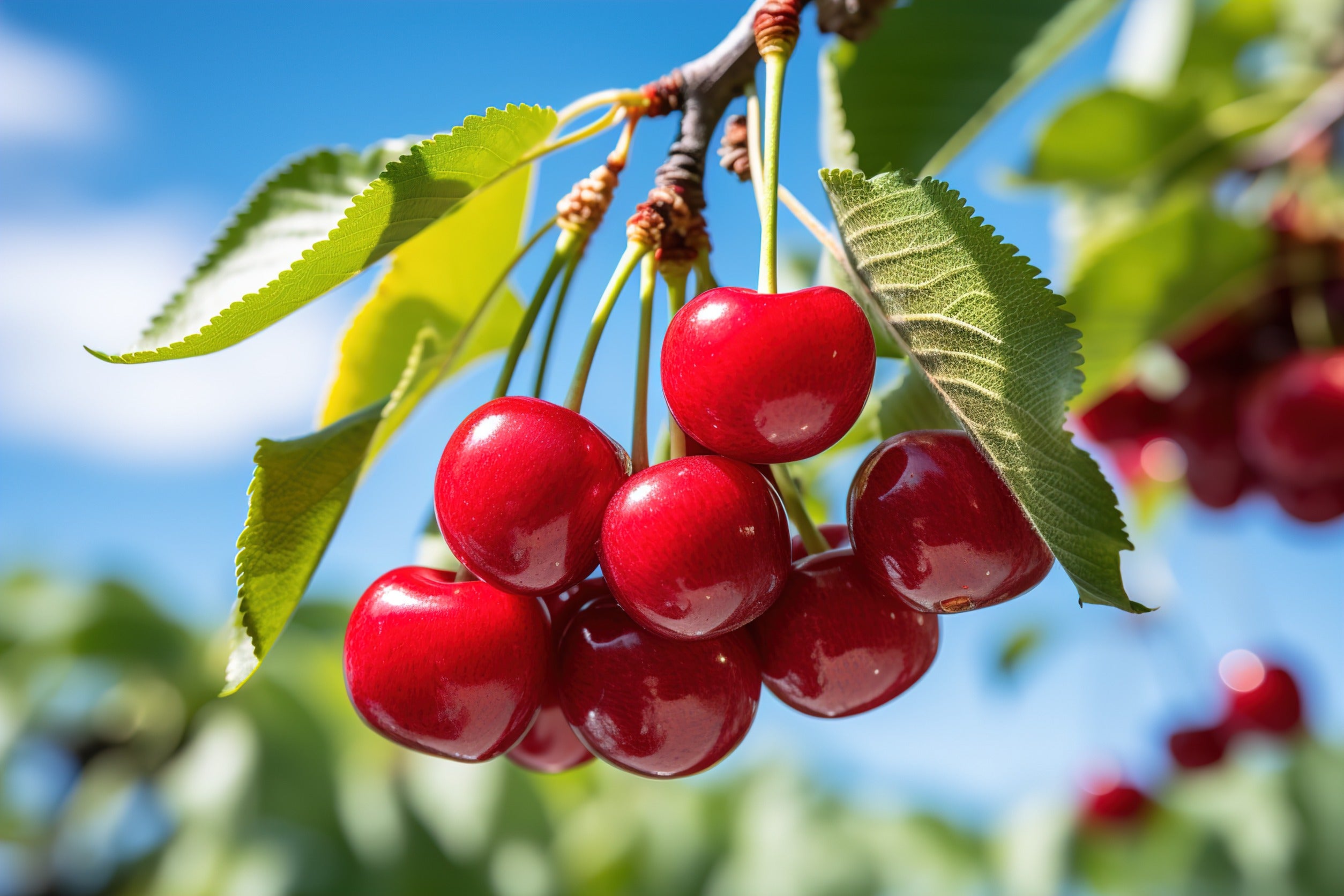 Tart Cherry: From Ancient Europe to Modern Health Superfood – Nutridom