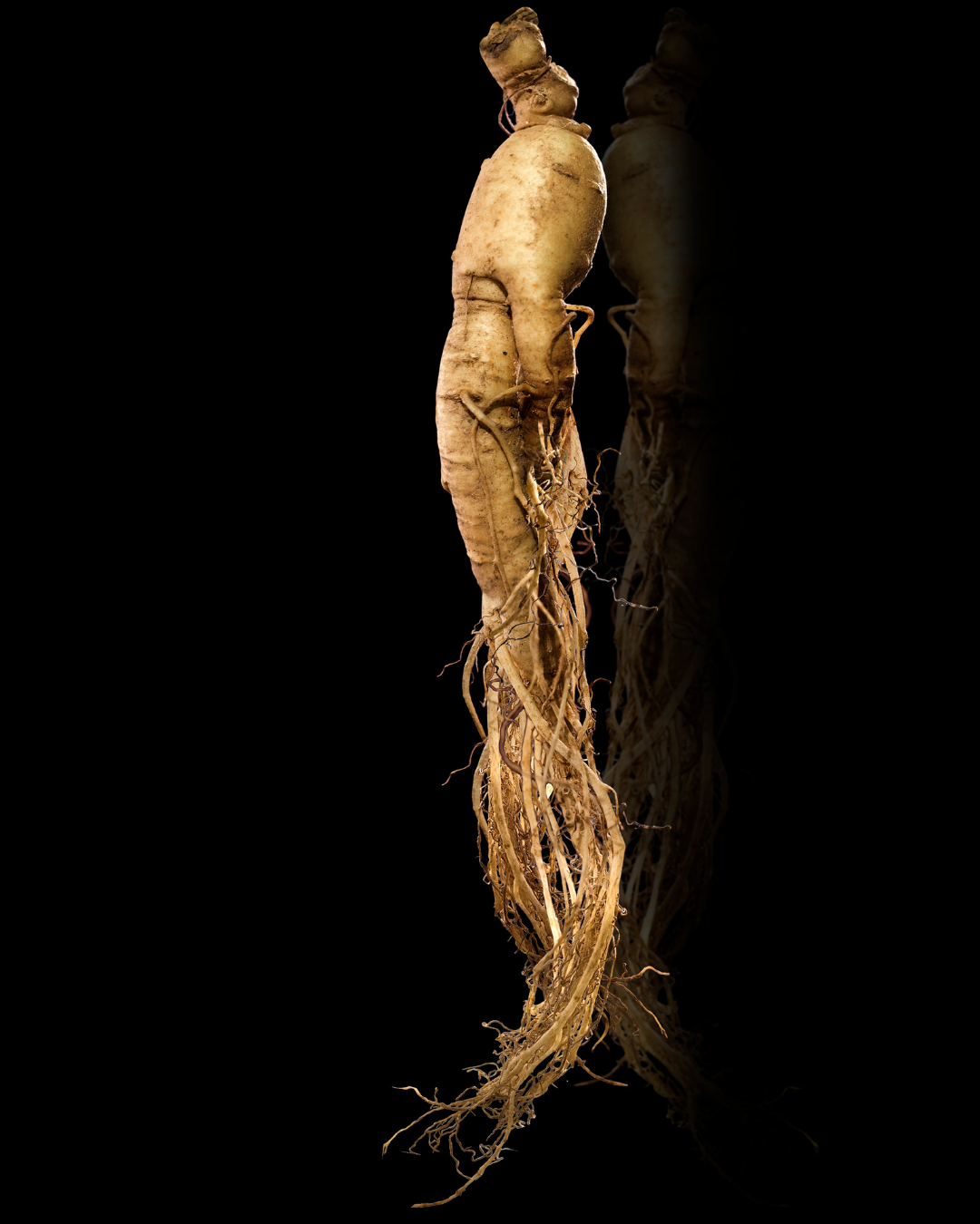 The Power of Ginseng: Ancient Root, Modern Health Benefits – Nutridom