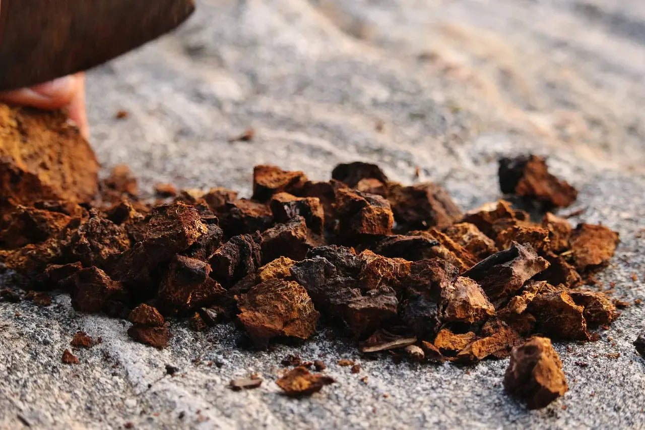 Guide to Chaga Drops: Benefits, Uses, and More - Nutridom